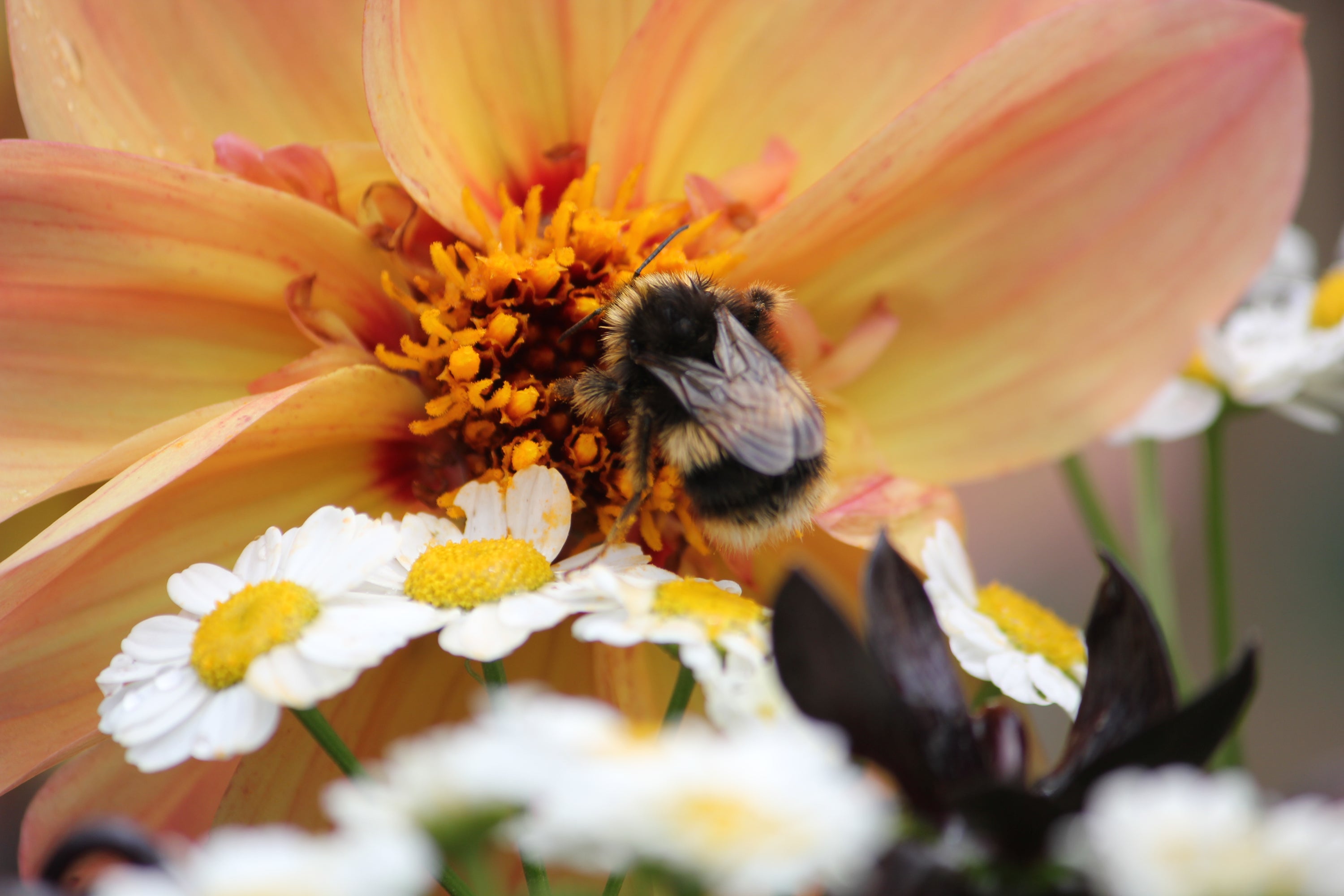 Bee & Bloom Florist | Fresh Cut Flowers - Delivery Kapiti Wide – Bee ...